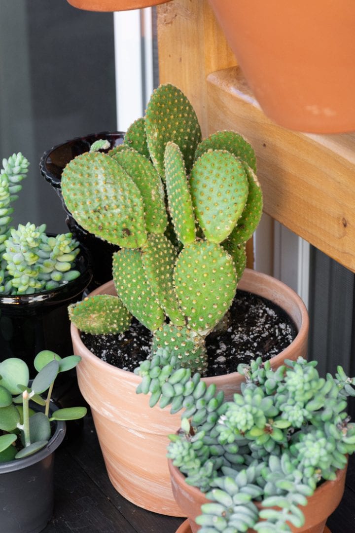 The classic bunny ear cactus and how to help it thrive!