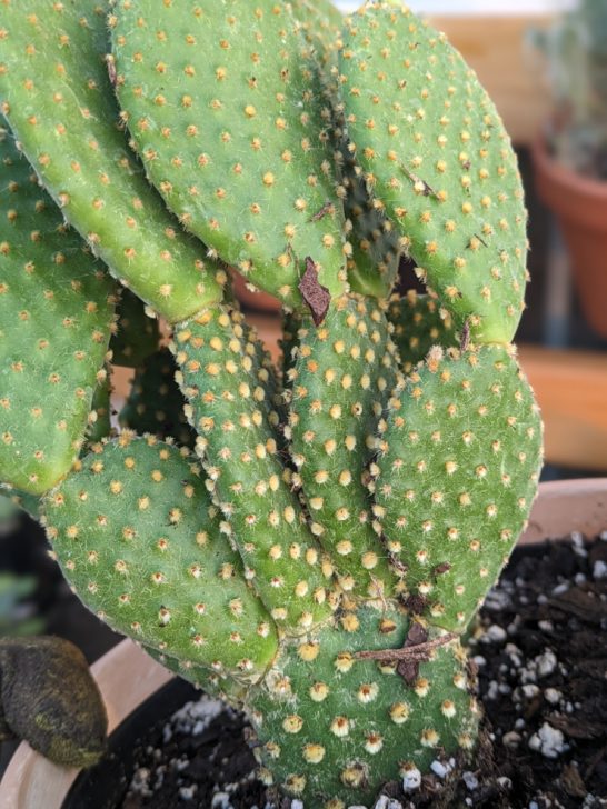 The classic bunny ear cactus and how to help it thrive!