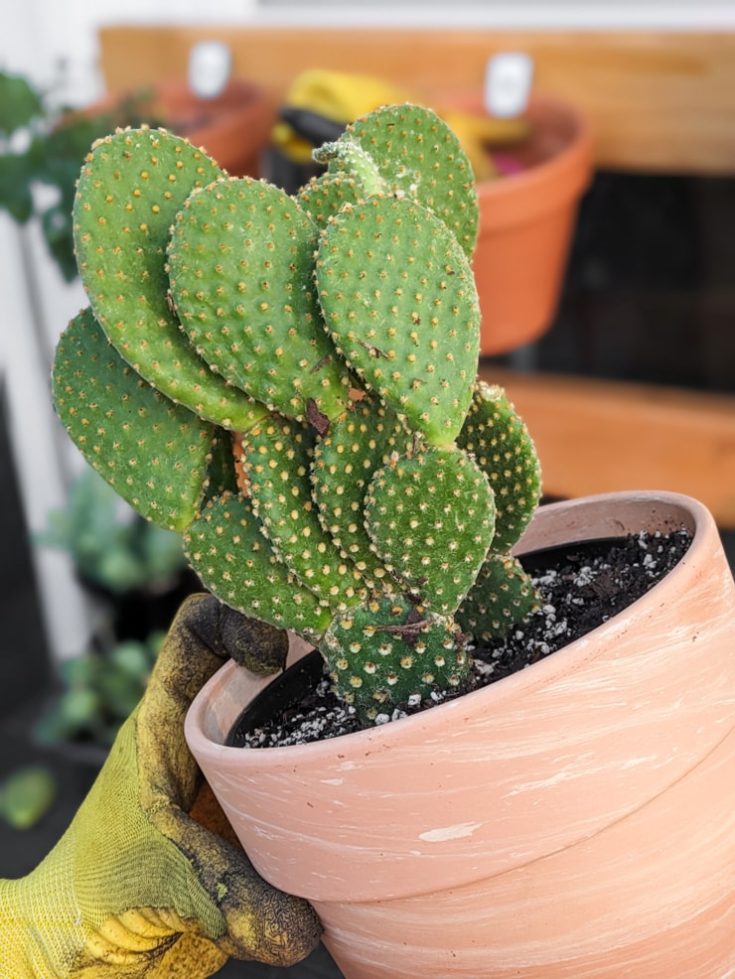 The classic bunny ear cactus and how to help it thrive!