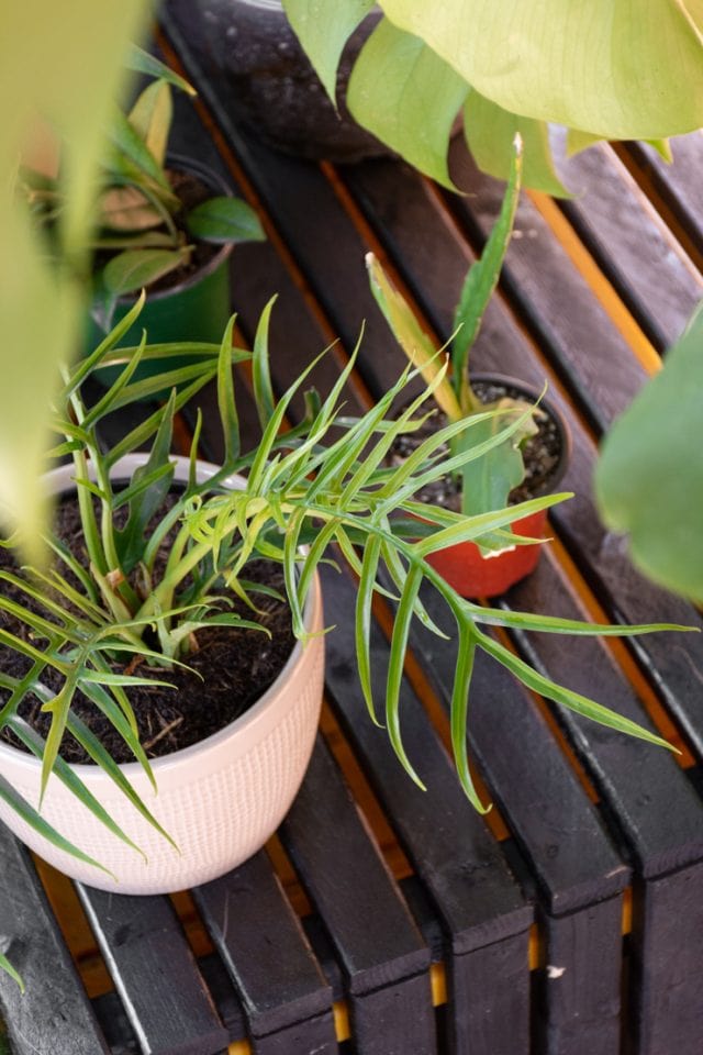 All about philodendron tortum, aka the fern leaf philodendron!