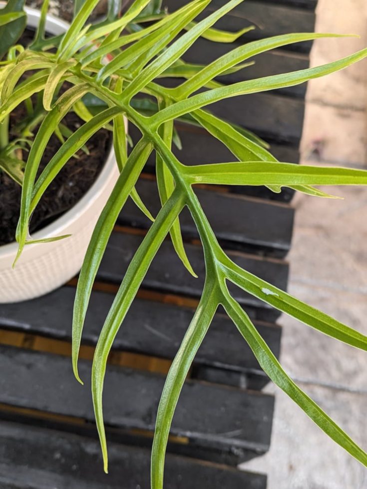 All about philodendron tortum, aka the fern leaf philodendron!