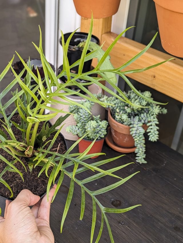 All about philodendron tortum, aka the fern leaf philodendron!