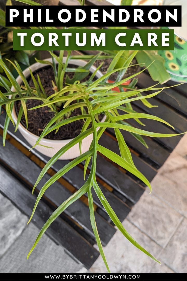 All about philodendron tortum, aka the fern leaf philodendron!
