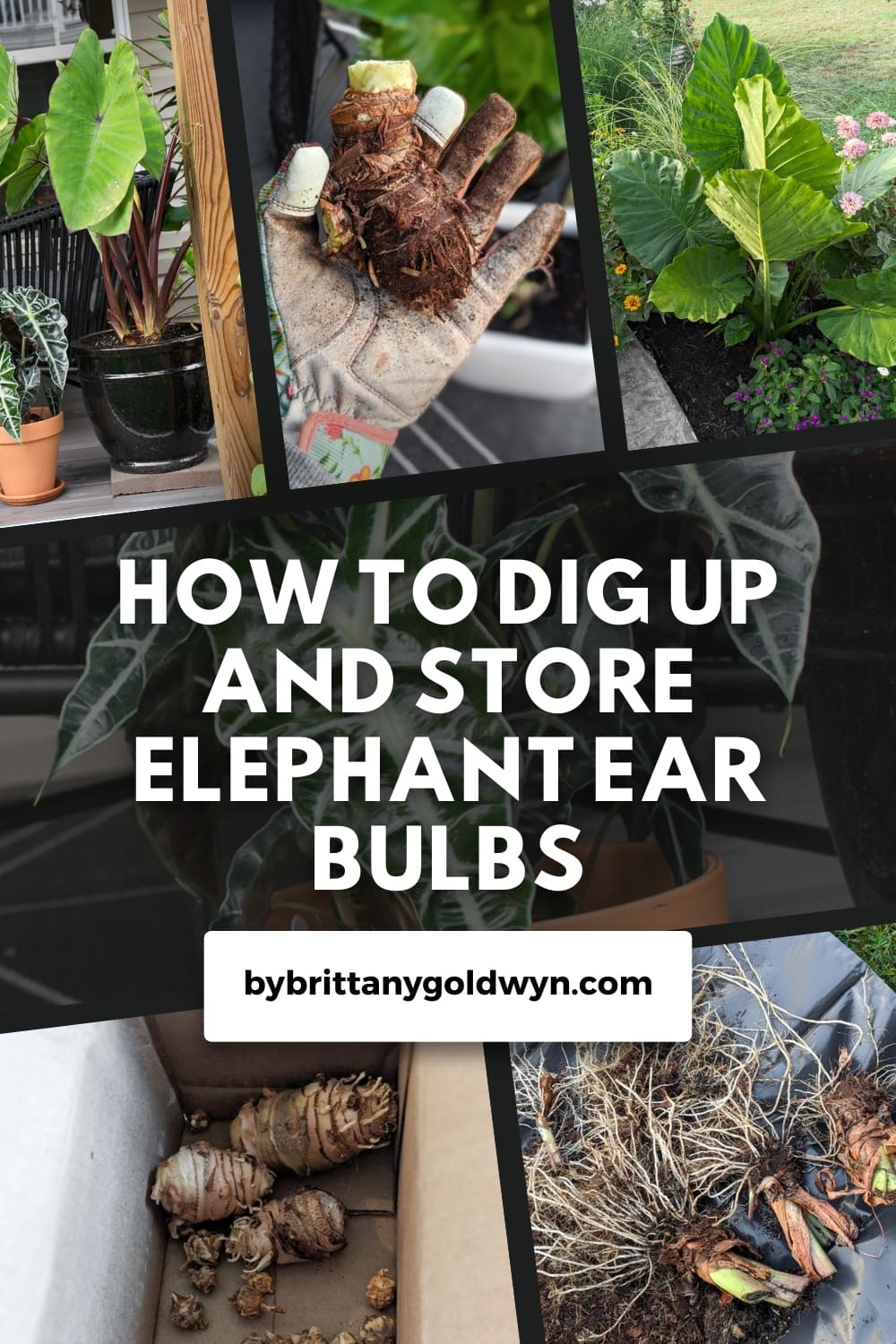 How to dig up and store elephant ear bulbs in the fall!