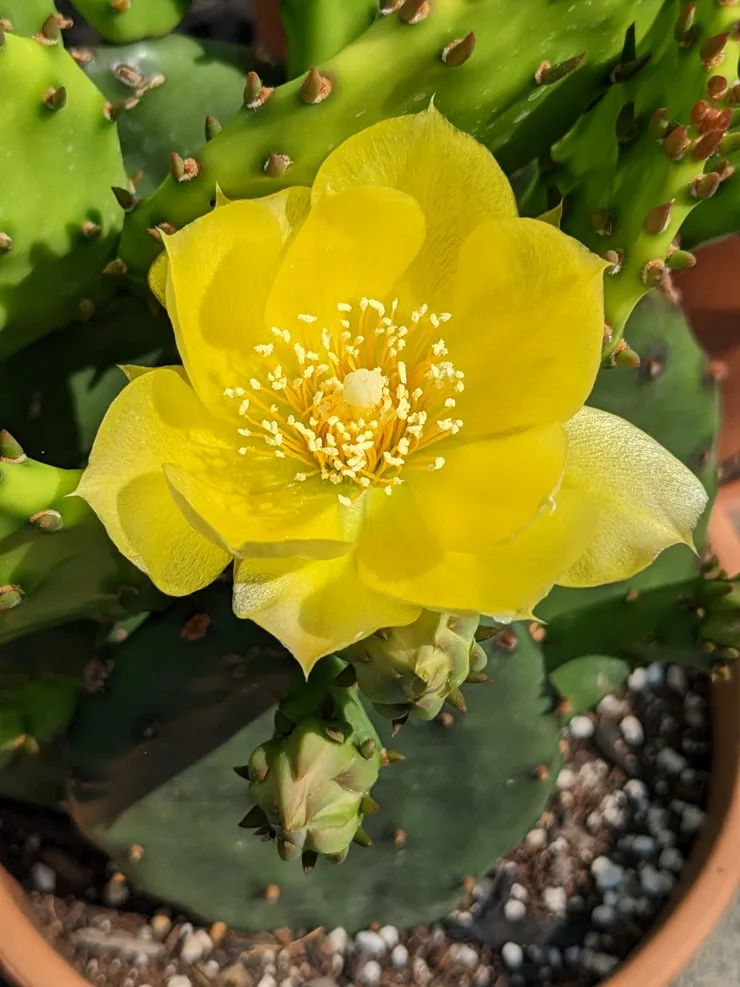 How to care for the gorgeous and classic Prickly Pear Cactus!