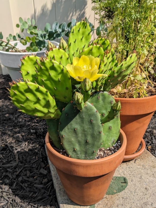 How to care for the gorgeous and classic Prickly Pear Cactus!