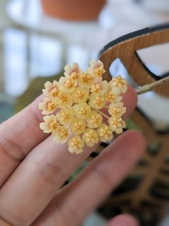 How to get a hoya to bloom & my tips for encouraging flowering!