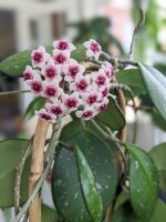 How to get a hoya to bloom & my tips for encouraging flowering!