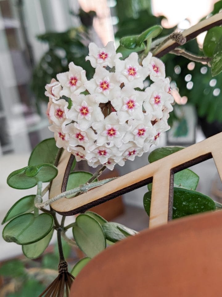 How to get a hoya to bloom & my tips for encouraging flowering!