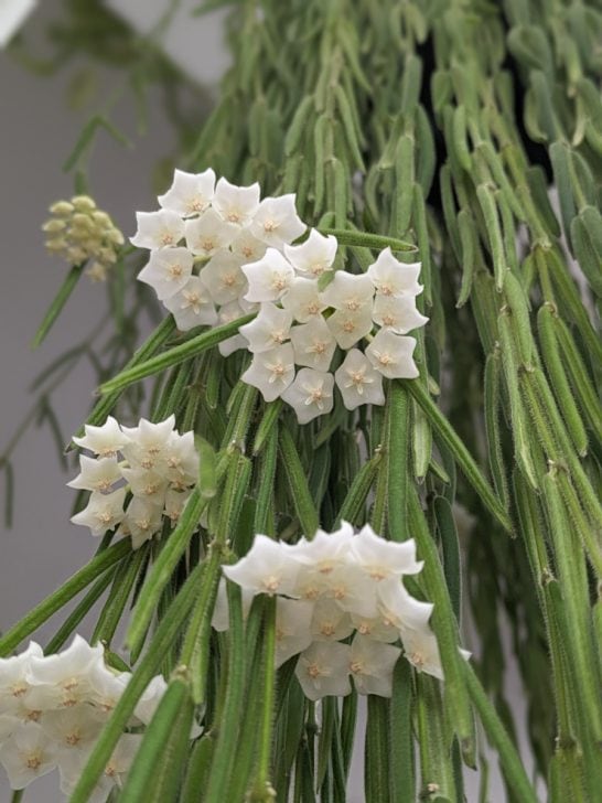 How to get a hoya to bloom & my tips for encouraging flowering!