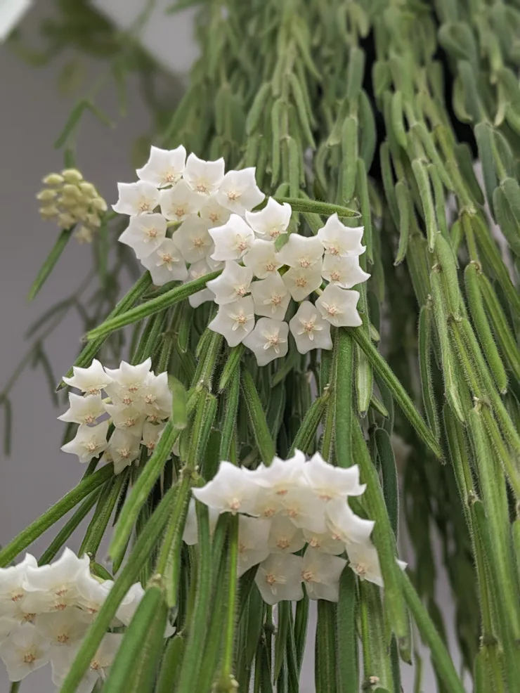 How to get a hoya to bloom & my tips for encouraging flowering!