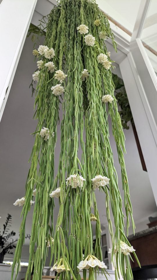 How to get a hoya to bloom & my tips for encouraging flowering!