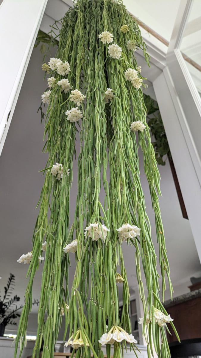 How to get a hoya to bloom & my tips for encouraging flowering!