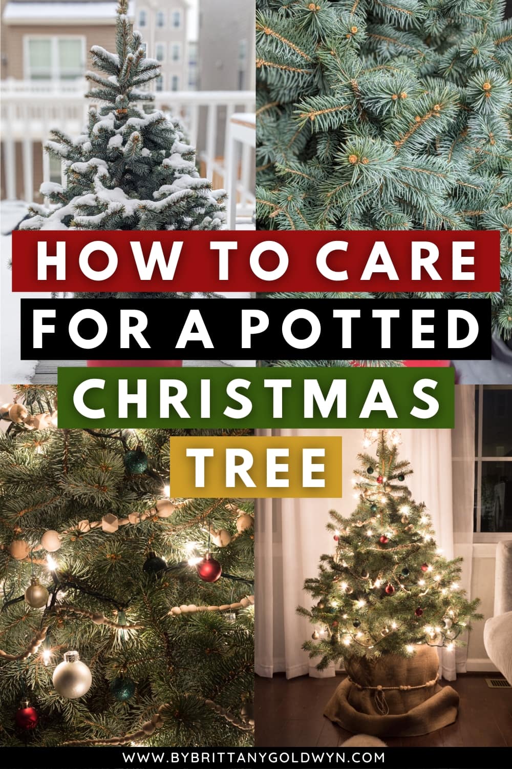 How to Take Care of a Potted Christmas Tree the Right Way