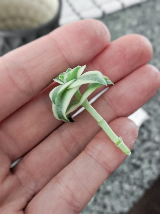 How to propagate succulents from leaves and cuttings!