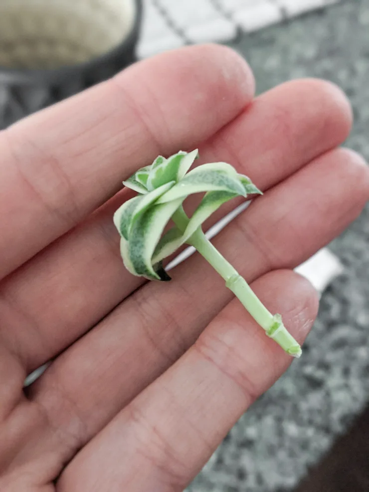 How to propagate succulents from leaves and cuttings!