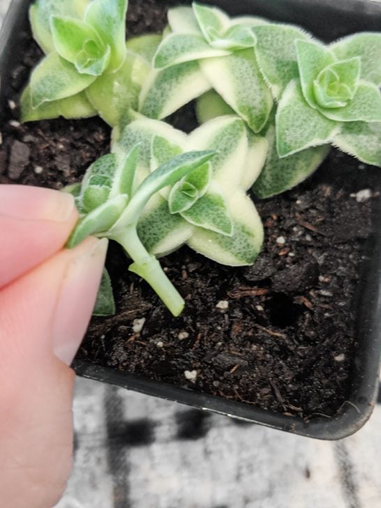 How to propagate succulents from leaves and cuttings!