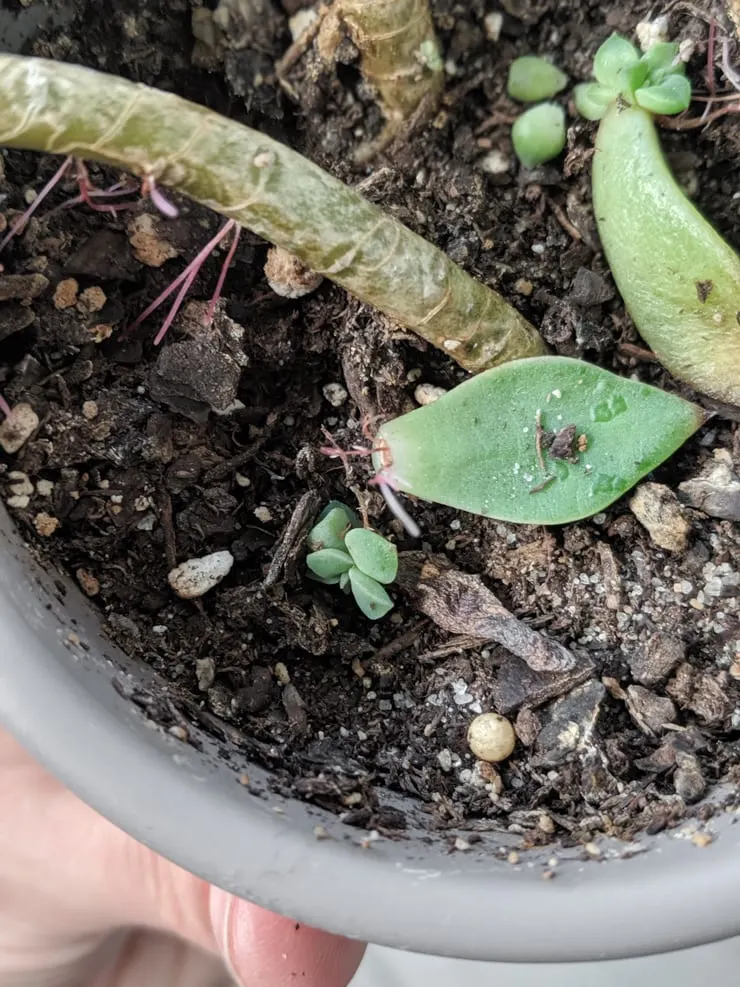 How to propagate succulents from leaves and cuttings!