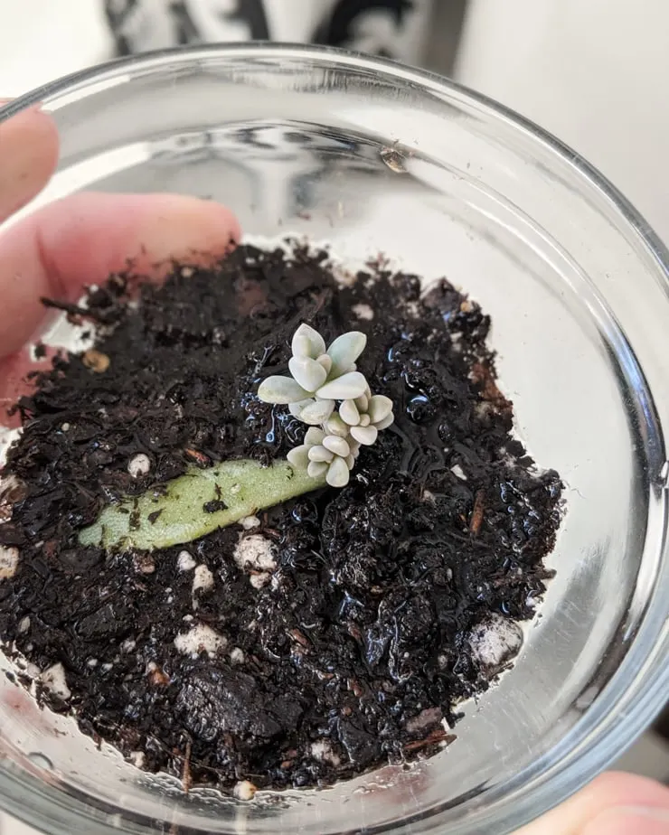 How to propagate succulents from leaves and cuttings!