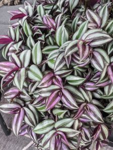 How to Care for a Wandering Tradescantia Zebrina Plant