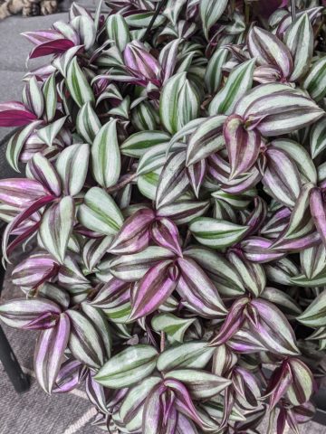 How to Care for a Wandering Tradescantia Zebrina Plant