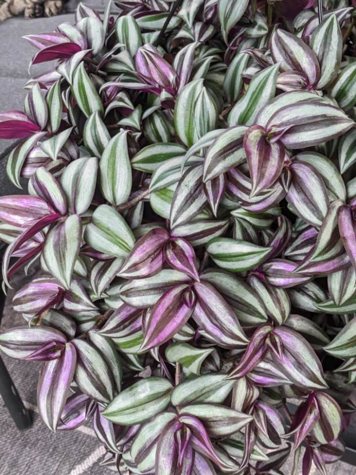 How to Care for a Wandering Tradescantia Zebrina Plant