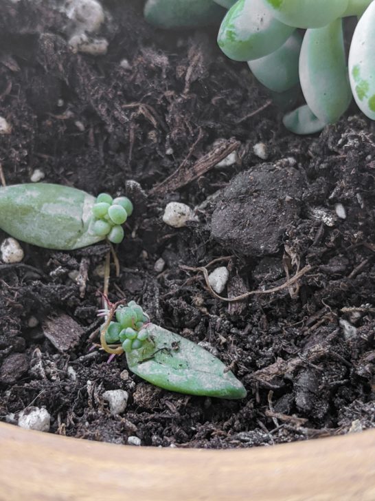 Burro's Tail Care Guide: How to Grow This Unique Succulent