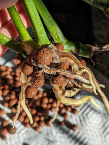 How to propagate cuttings in LECA...for complete beginners!