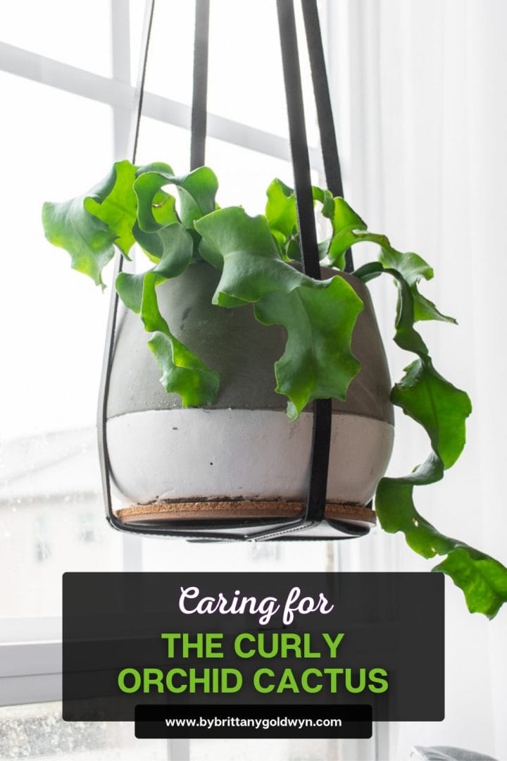 Curly Orchid Cactus Care: A Must-Have Unique Houseplant