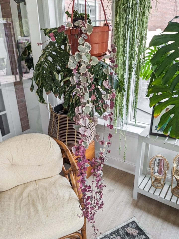 How to grow the dainty, delicate string of hearts plant