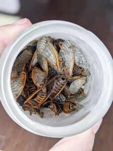Learn how to preserve insects in resin using Brood X cicadas!
