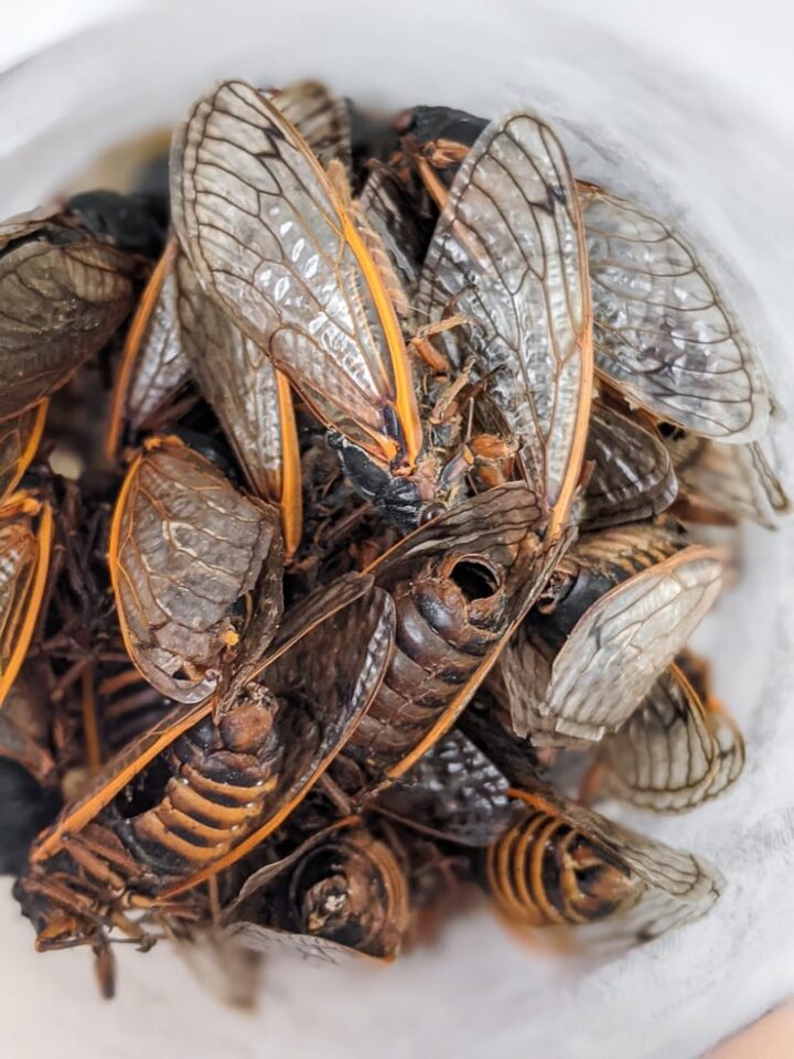 Learn how to preserve insects in resin using Brood X cicadas!