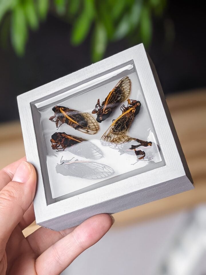 Learn how to preserve insects in resin using Brood X cicadas!