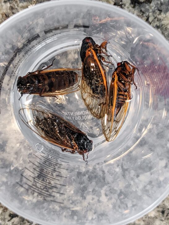 Learn how to preserve insects in resin using Brood X cicadas!