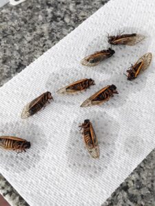 Learn how to preserve insects in resin using Brood X cicadas!