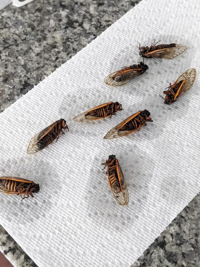 Learn how to preserve insects in resin using Brood X cicadas!