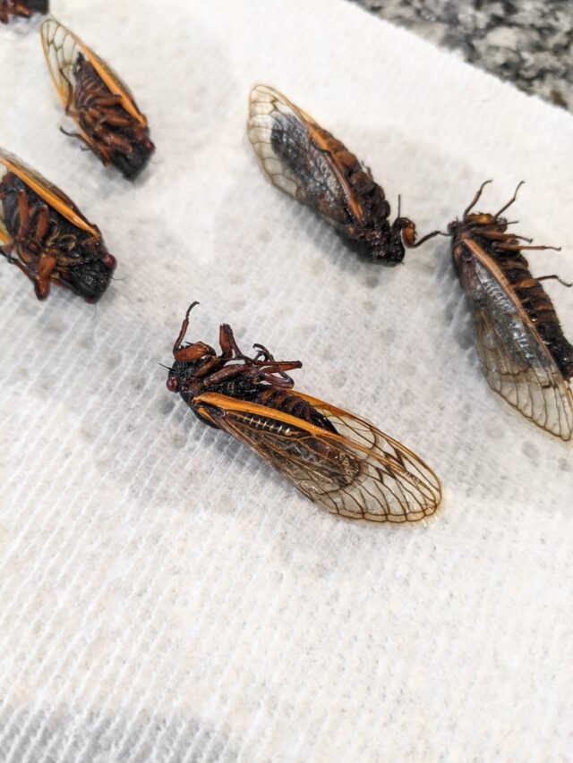 Learn how to preserve insects in resin using Brood X cicadas!