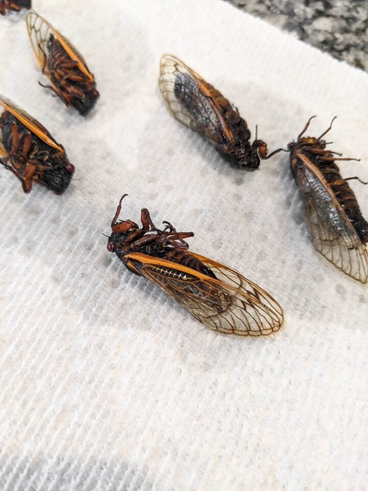 Learn how to preserve insects in resin using Brood X cicadas!