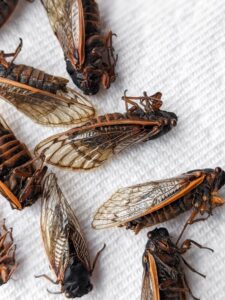 Learn how to preserve insects in resin using Brood X cicadas!