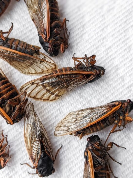 Learn how to preserve insects in resin using Brood X cicadas!