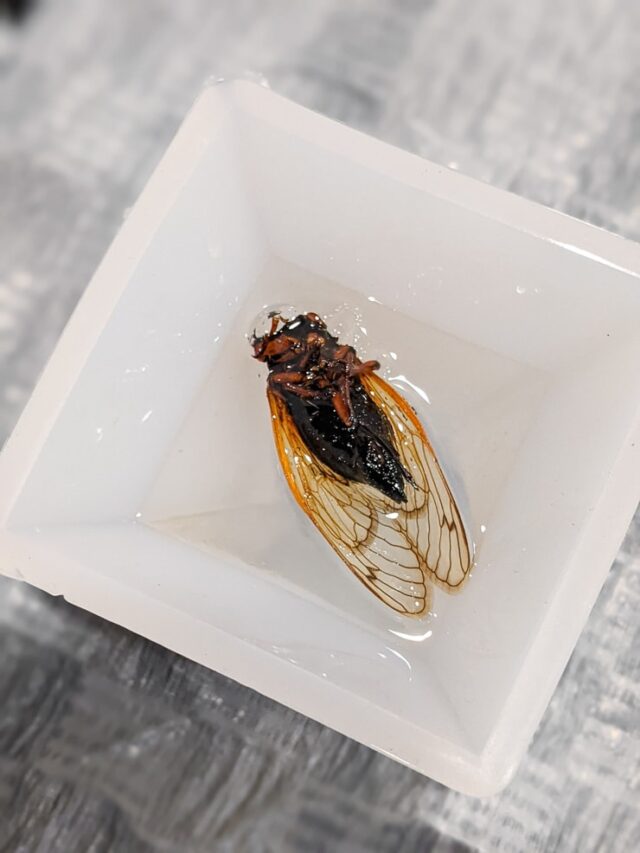 Learn how to preserve insects in resin using Brood X cicadas!