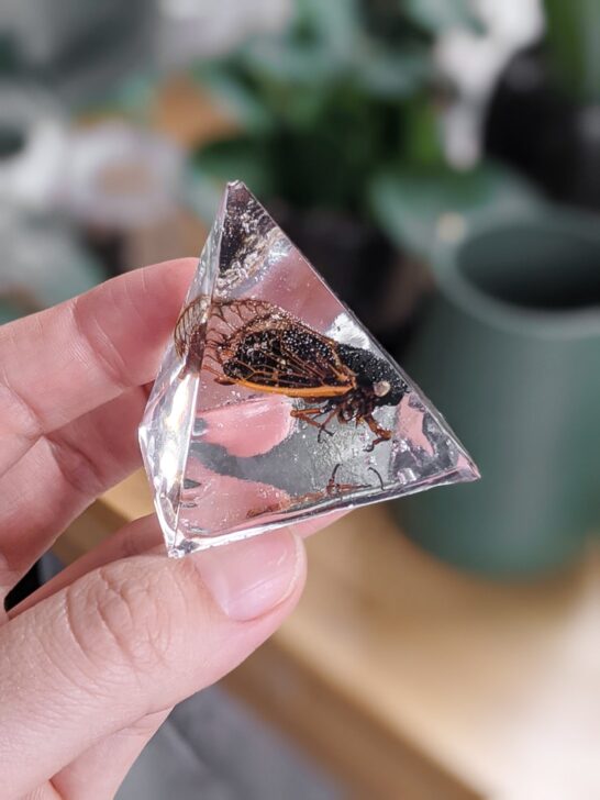 Learn how to preserve insects in resin using Brood X cicadas!