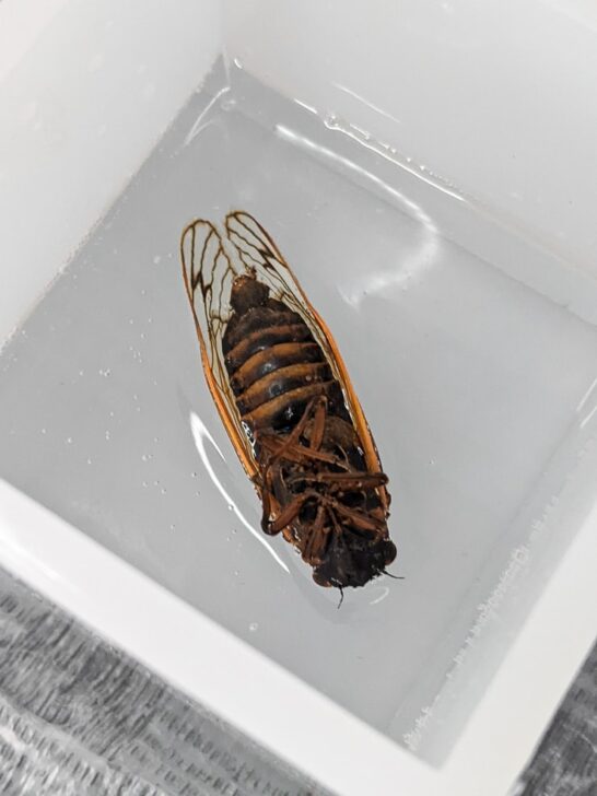 Learn how to preserve insects in resin using Brood X cicadas!