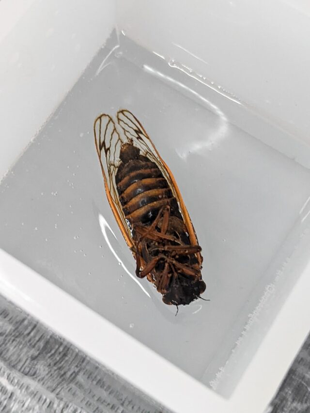 Learn how to preserve insects in resin using Brood X cicadas!