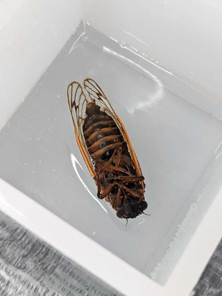 Learn how to preserve insects in resin using Brood X cicadas!