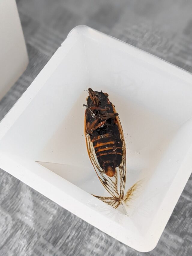 Learn how to preserve insects in resin using Brood X cicadas!