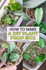 How to make a plant propagation box, the perfect mini greenhouse!