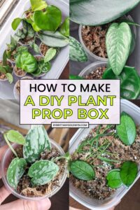 How to make a plant propagation box, the perfect mini greenhouse!