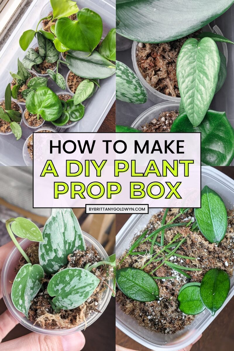 How to make a plant propagation box, the perfect mini greenhouse!