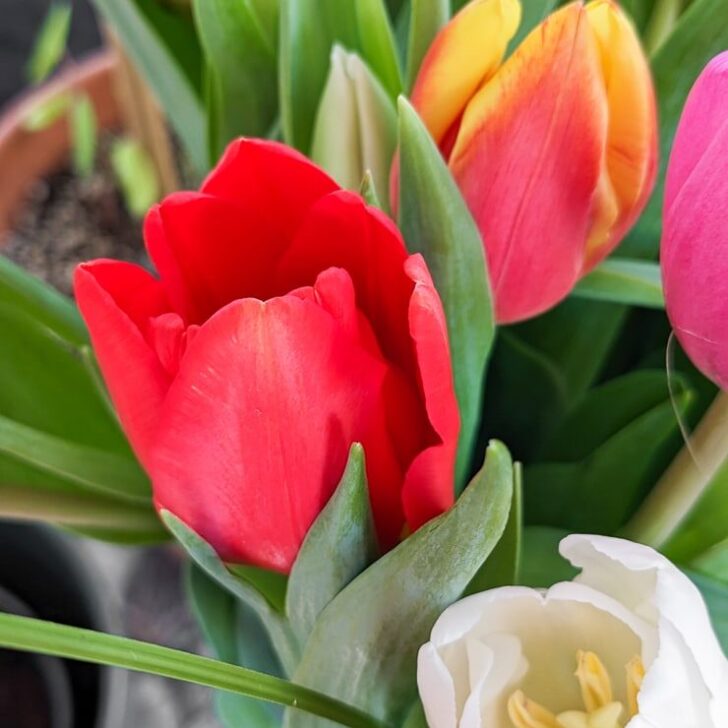 Your comprehensive guide to planting & growing tulips!